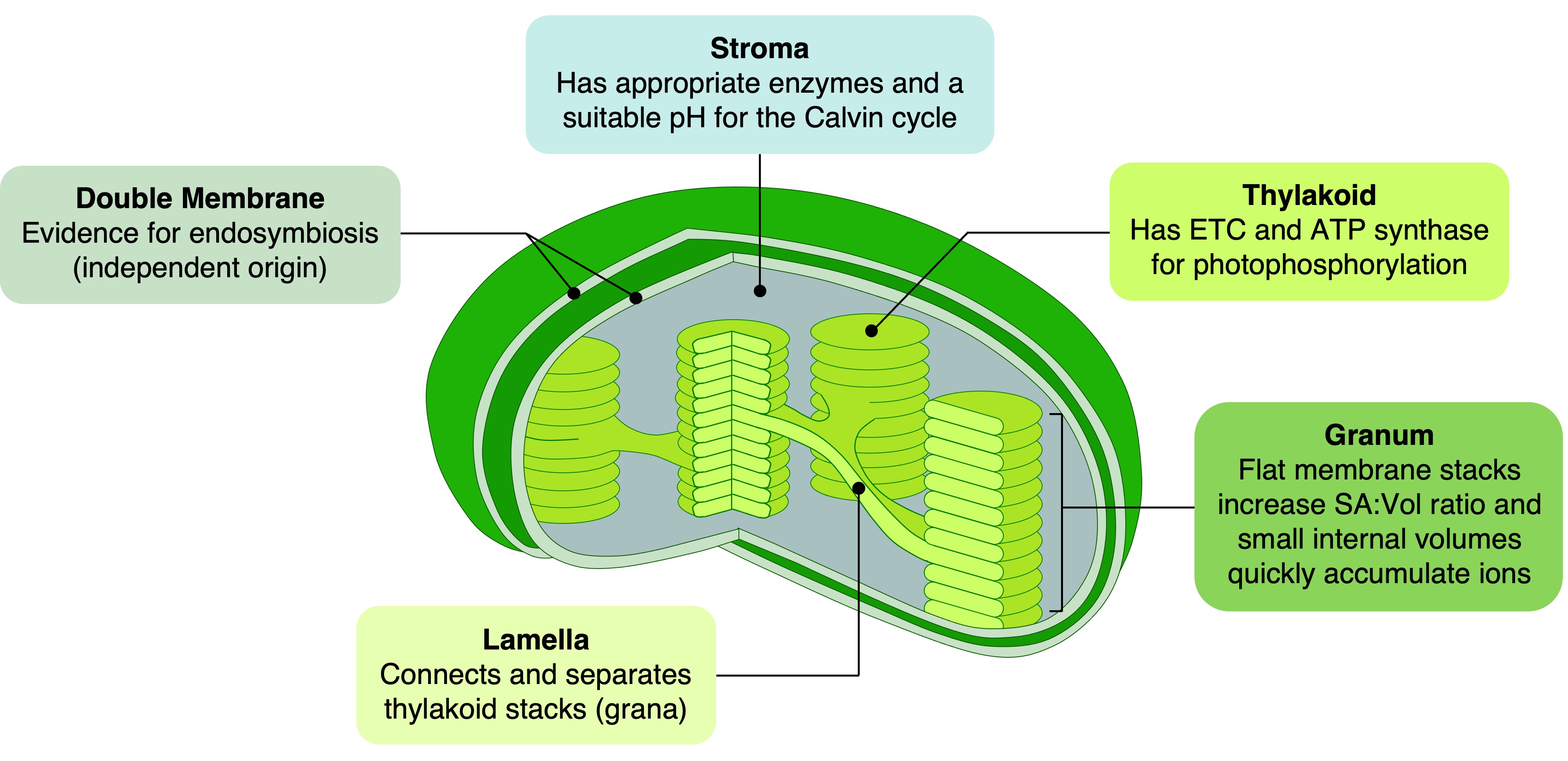 Chloroplast HL